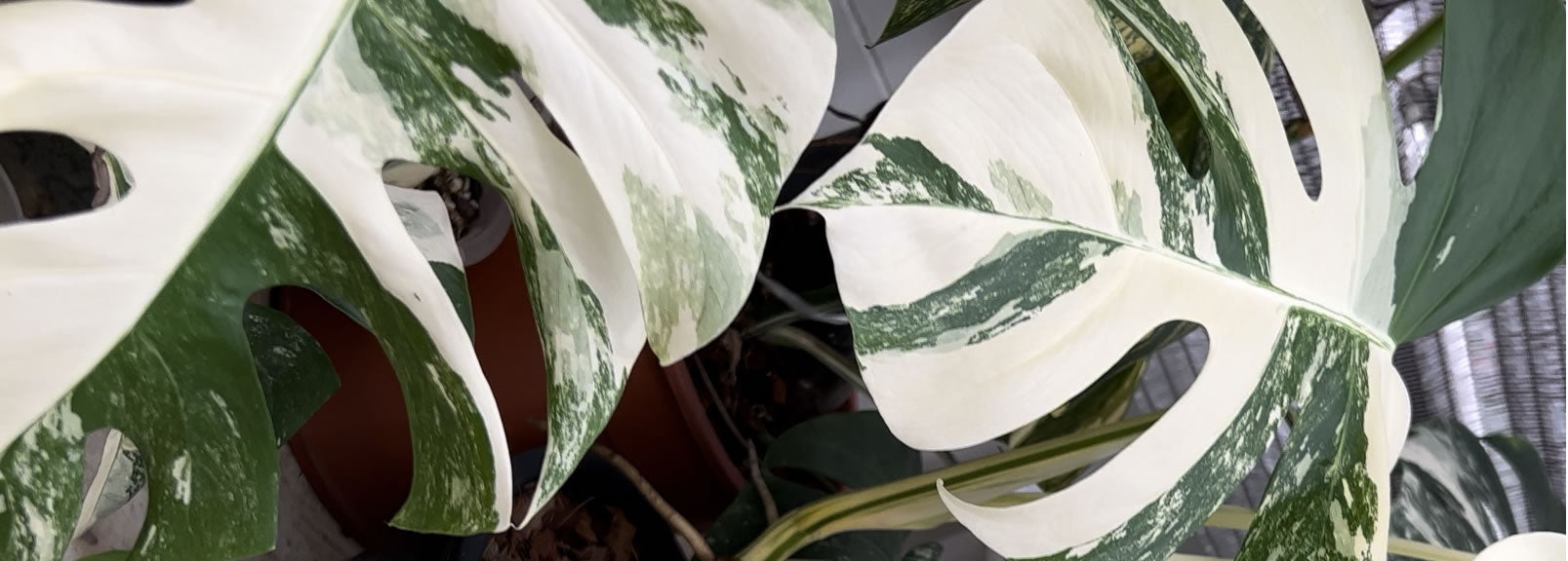 Monstera - Montreal Rare Plant Store