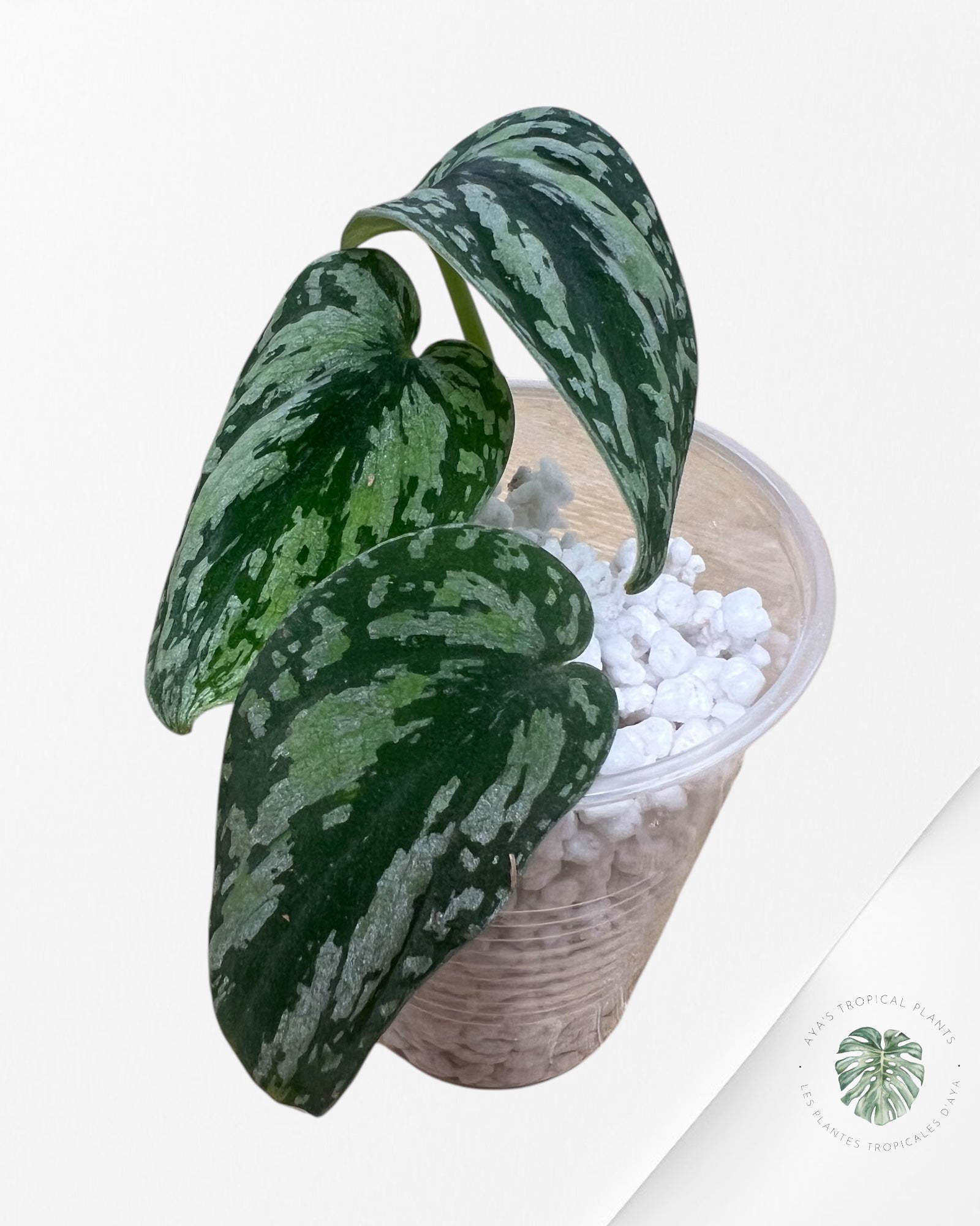 Scindapsus Dark Tricolor -04