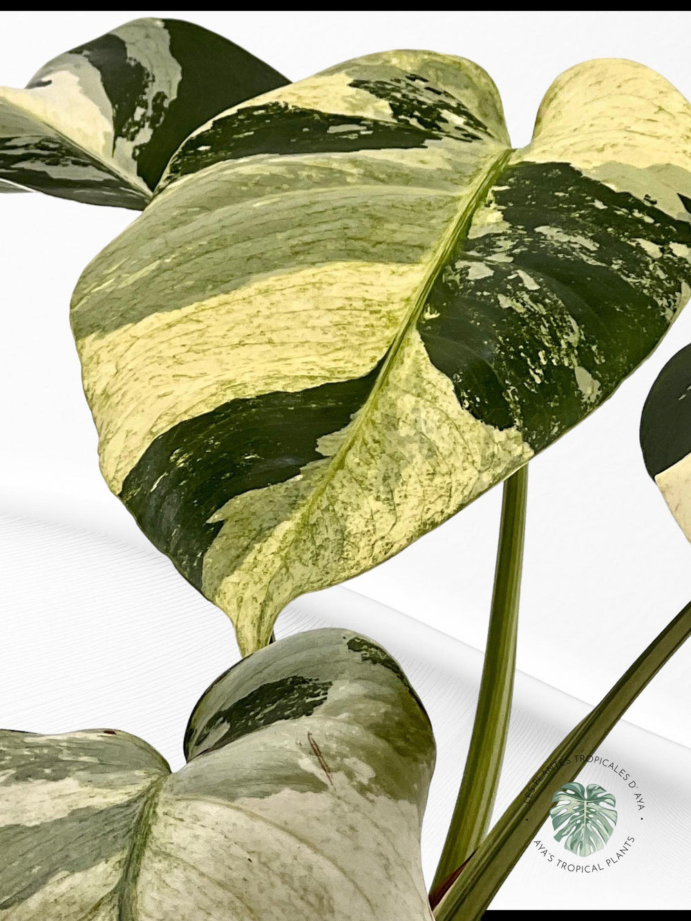 Monstera Deliciosa Mint