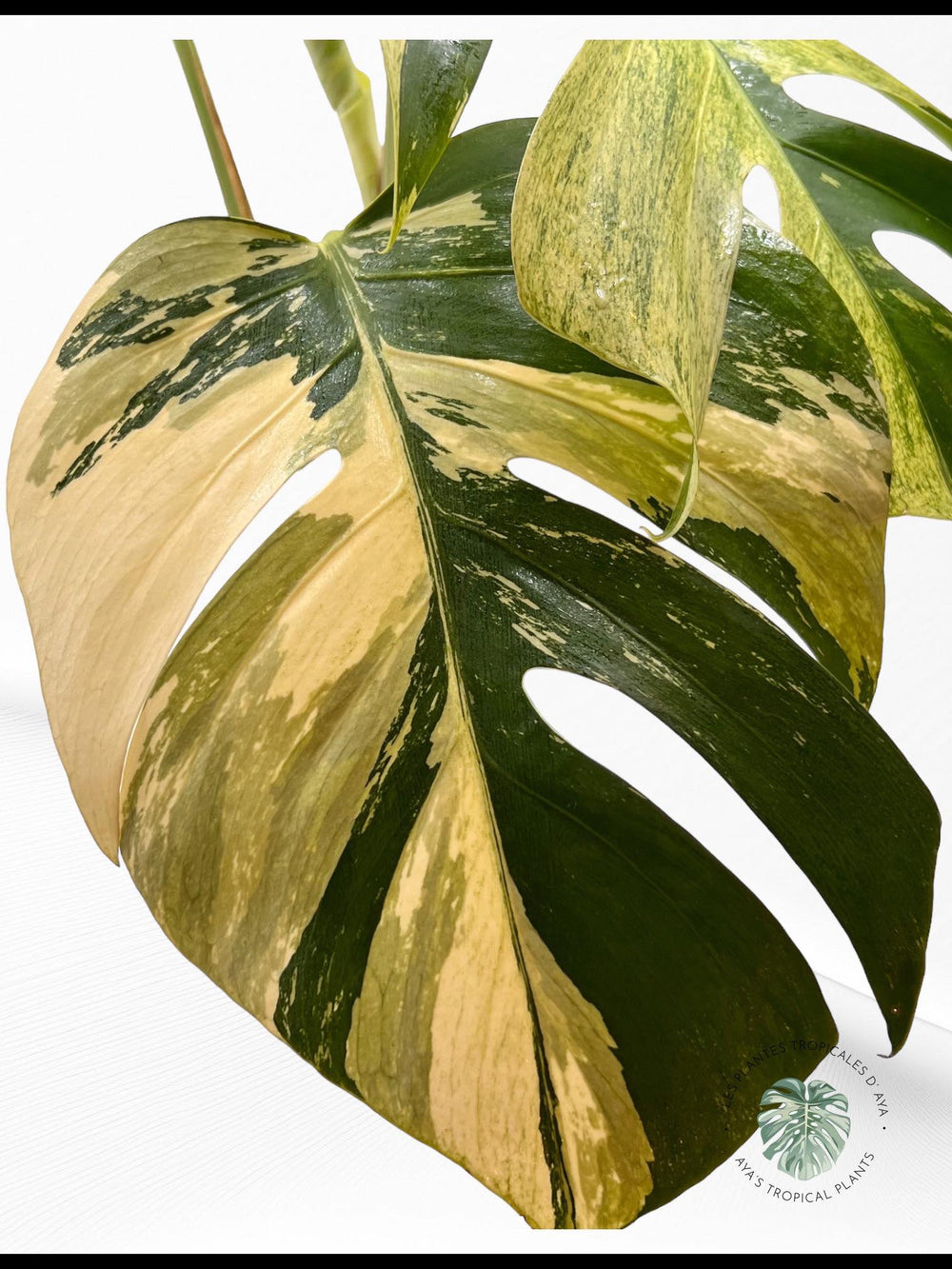 Monstera Deliciosa Mint