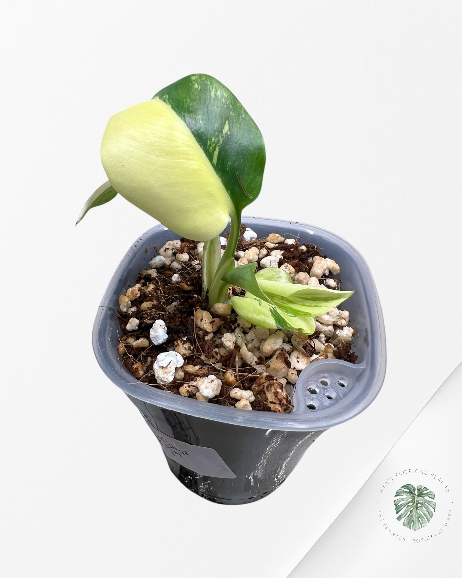 Monstera Deliciosa ‘Lemon Pom Pom’