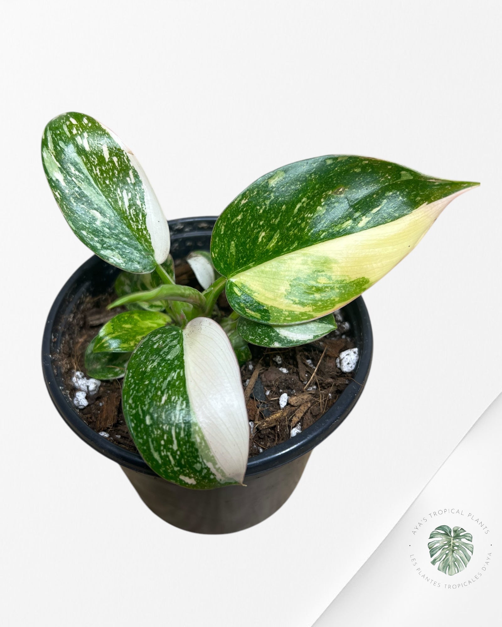 Philodendron Green Congo Nuclear - 02