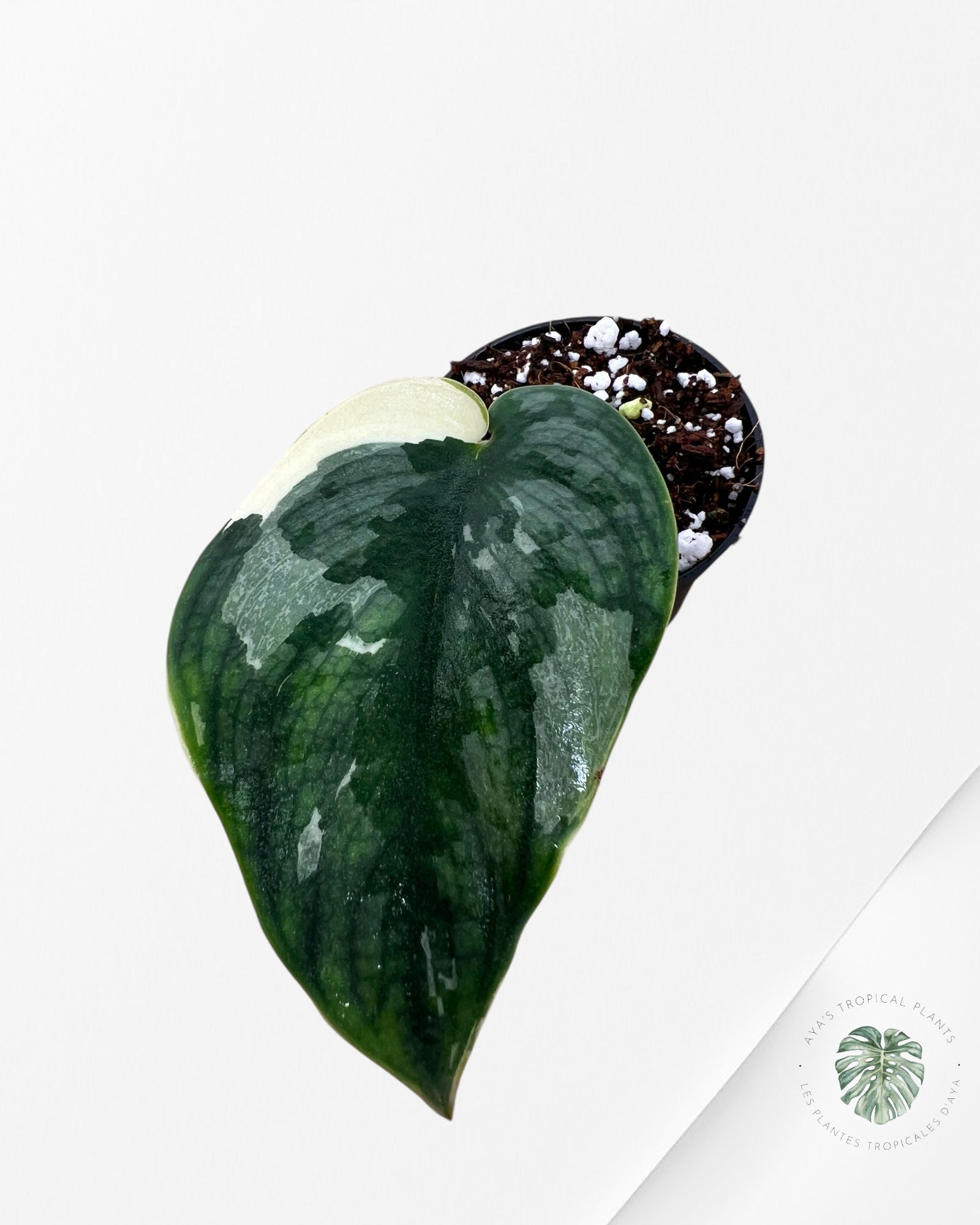 Scindapsus Silver Knight Bunaken - PU200