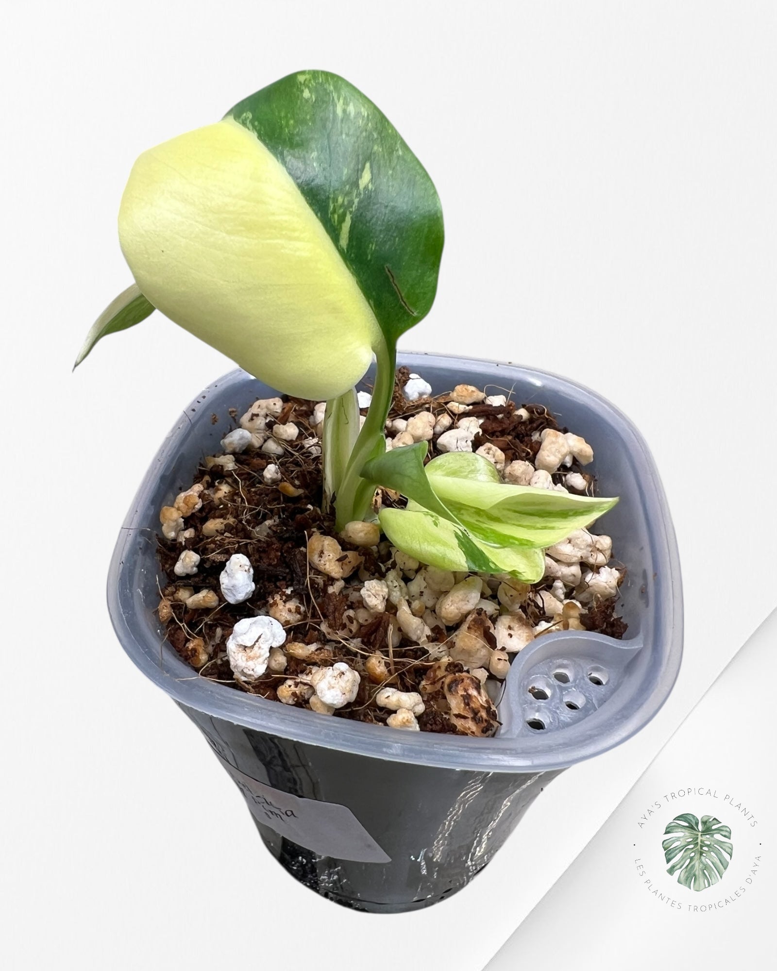 Monstera Deliciosa ‘Lemon Pom Pom’