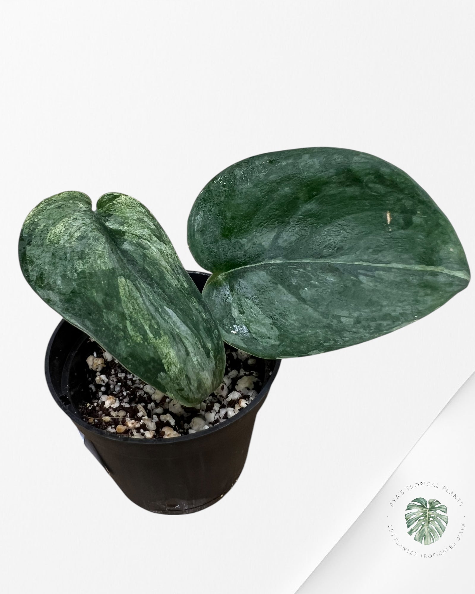 Scindapsus Salamount - 07