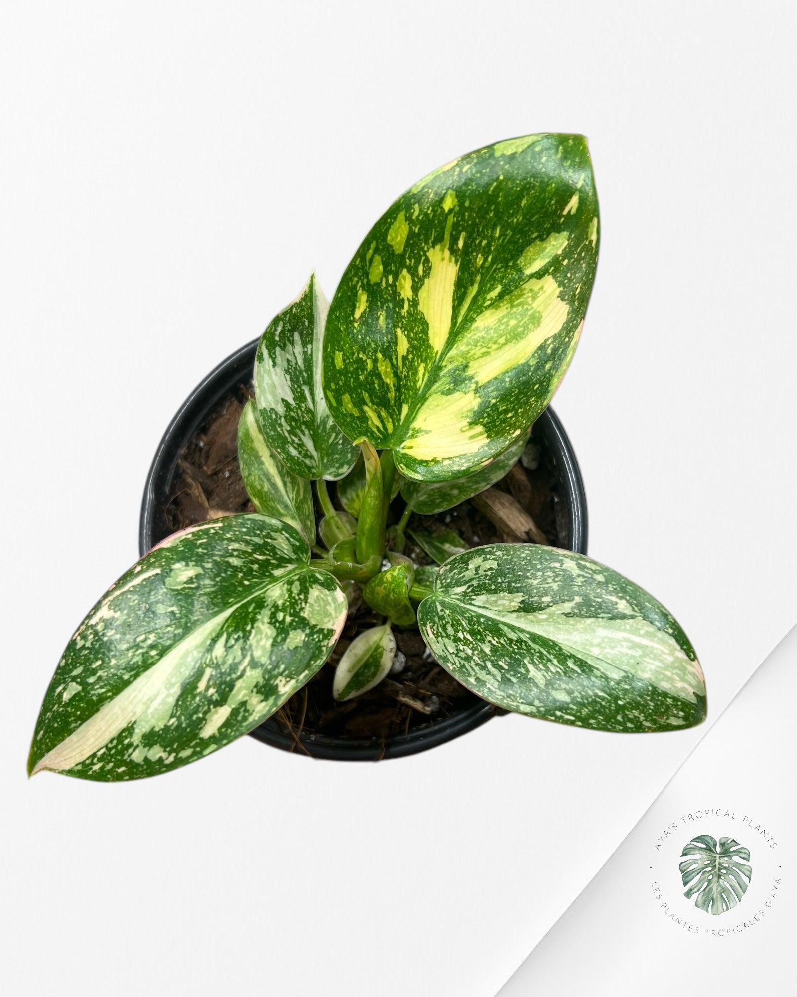 Philodendron Green Congo Nuclear - 03
