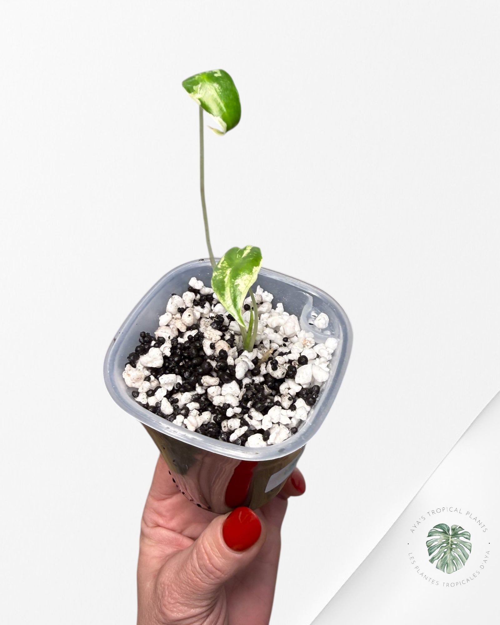 Alocasia Sarian Albo Variegated