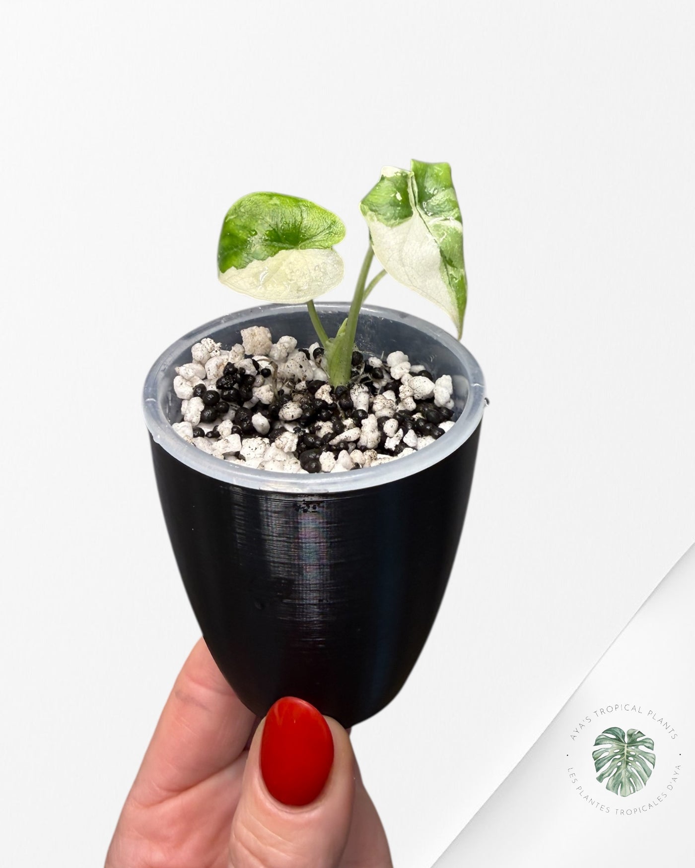 Alocasia Melo Albo Variegated