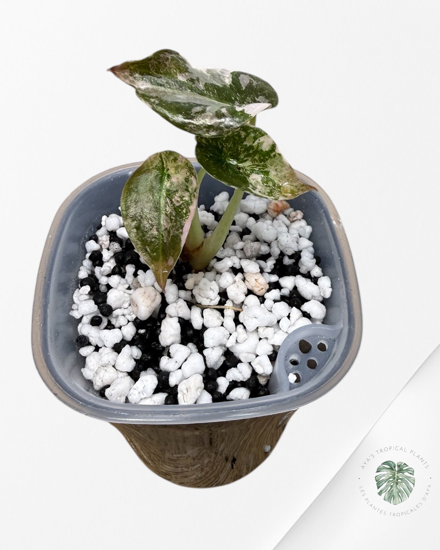 Alocasia Cuprea Albo|Pink Variegated