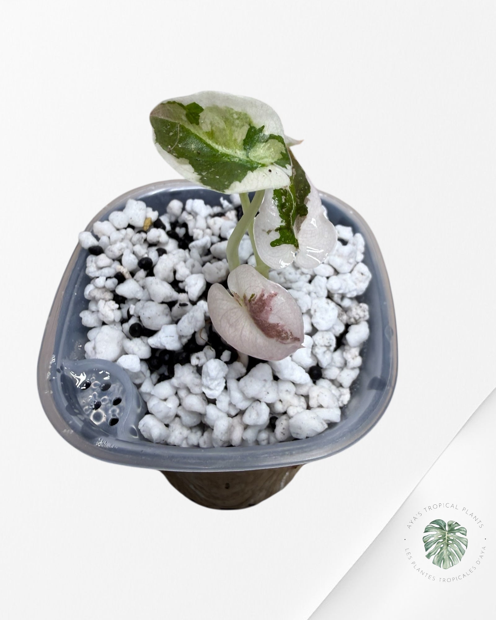 Alocasia Cuprea Albo|Pink Variegated