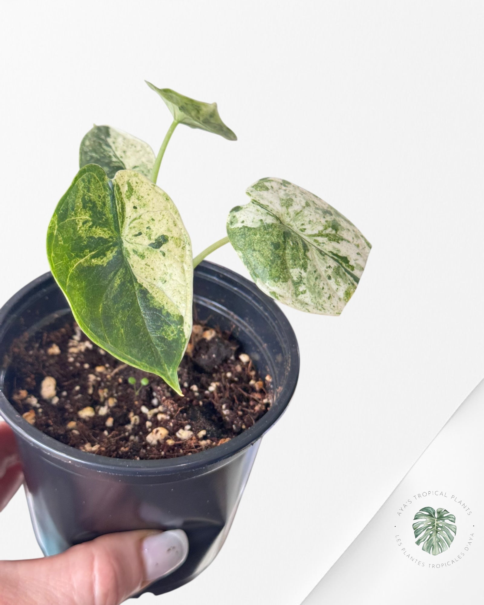 (Copie) Alocasia Dragon Scale Mint - S7