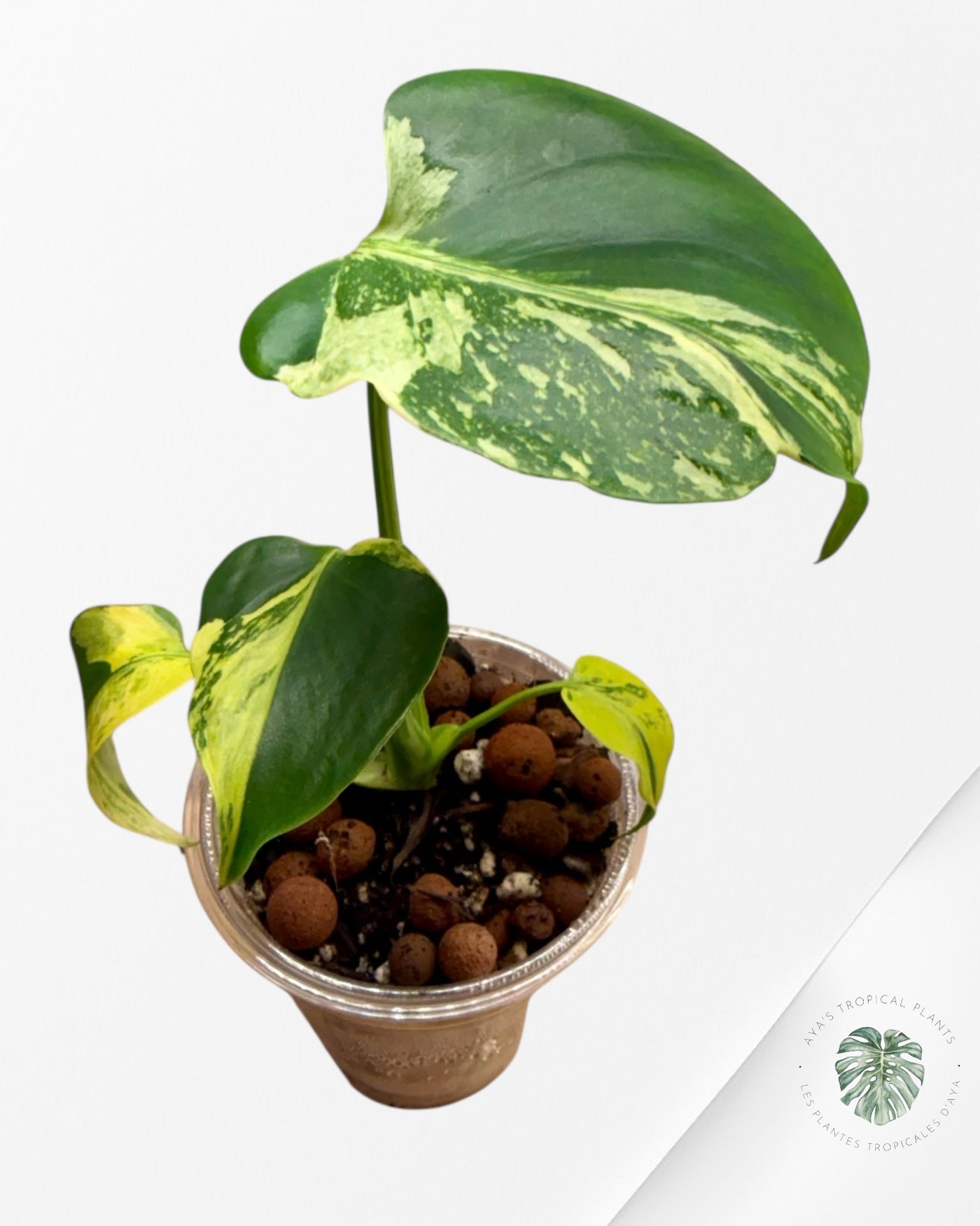 Monstera Deliciosa Electrolyte