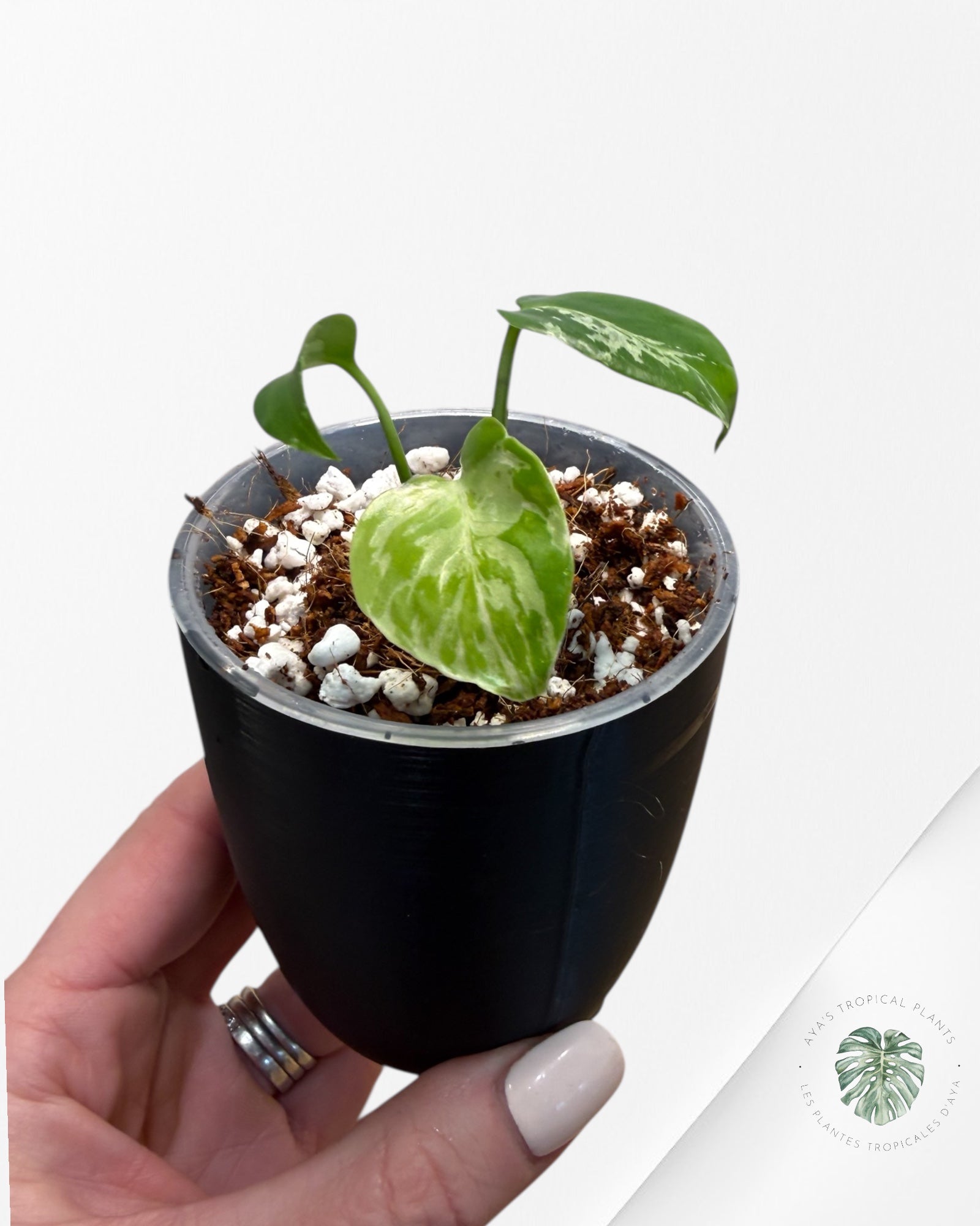 Monstera Deliciosa Bulbasaur