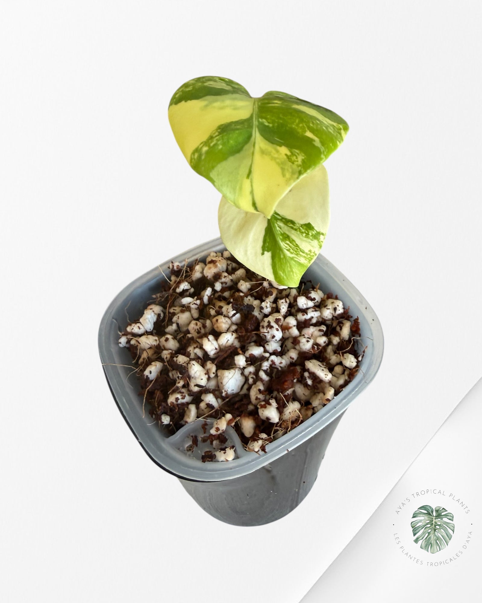 Monstera Deliciosa ‘Lemon Pom Pom’