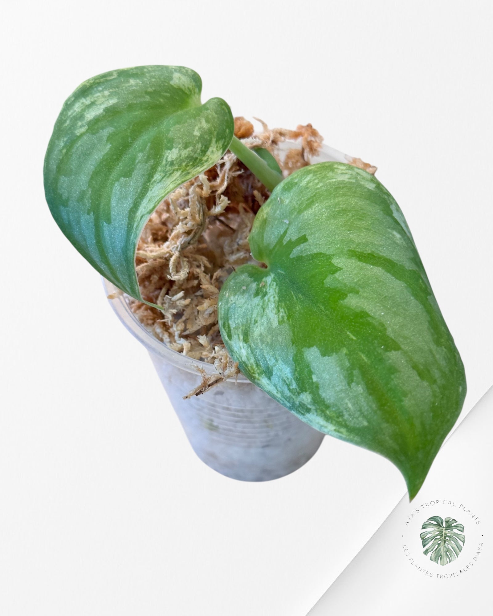 Scindapsus Silver Knight Albo -04