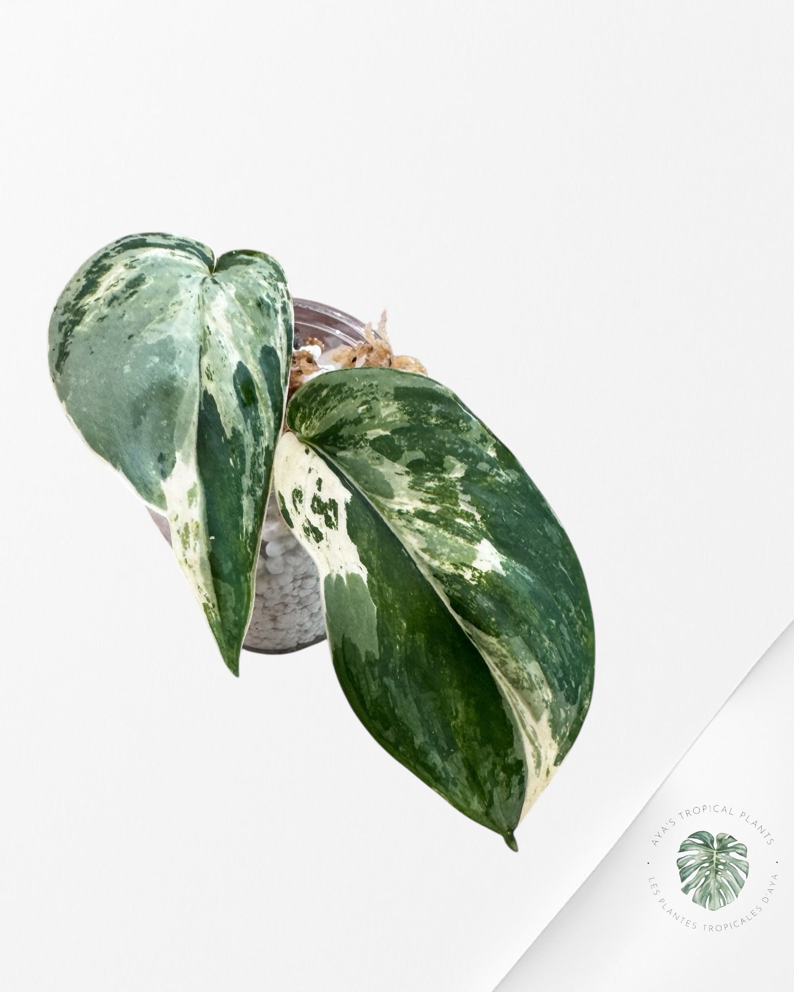 Scindapsus Salamount-2