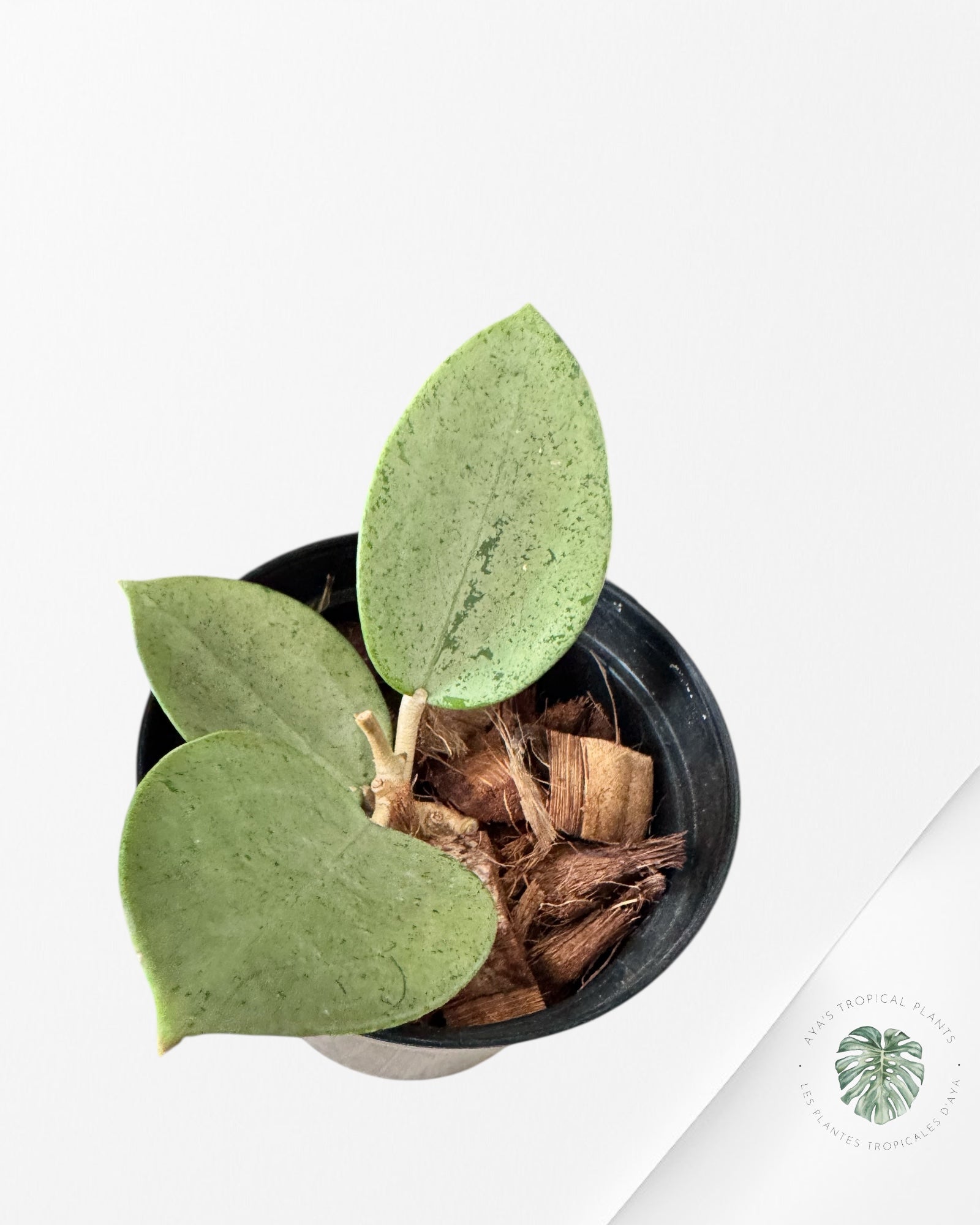 Hoya verticillata ‘Silver Heart’ - V