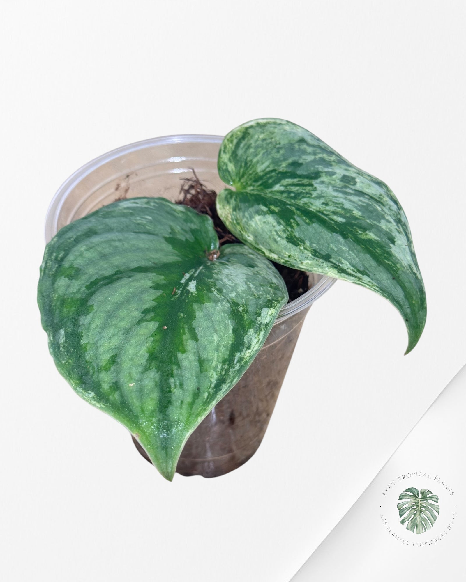 Scindapsus Silver Knight Aurea -Z