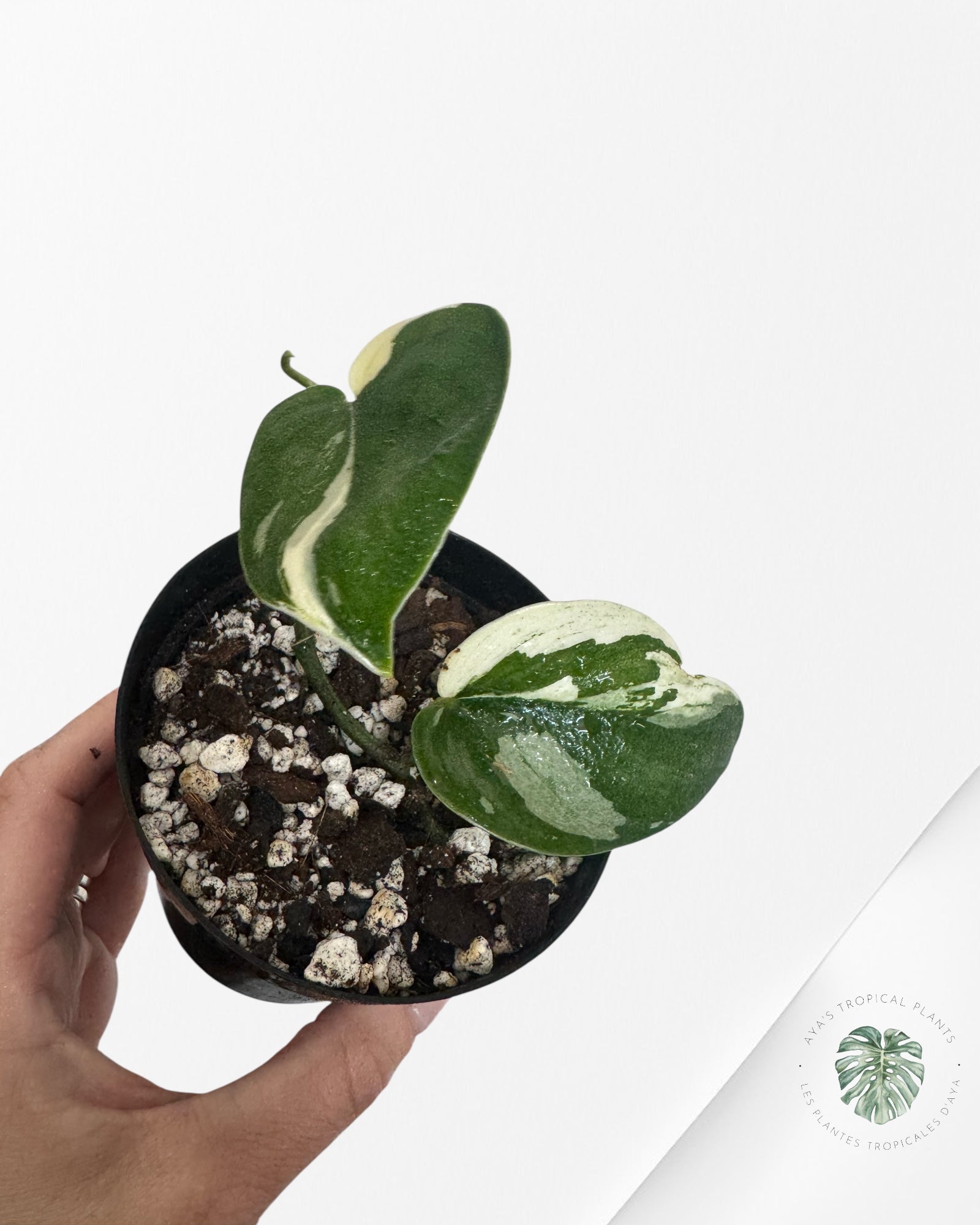 Scindapsus Silver Knight Bunaken-DI3