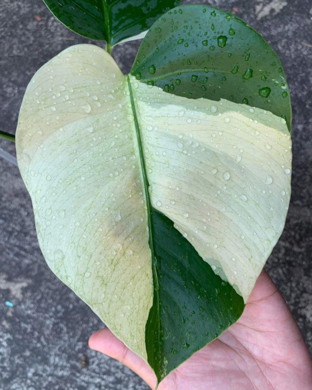 Monstera Deliciosa Mint